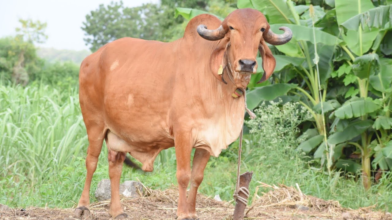 Gir cow for sale bhavnagar Gujrat (Cod no 40) mo 7990905070 - YouTube