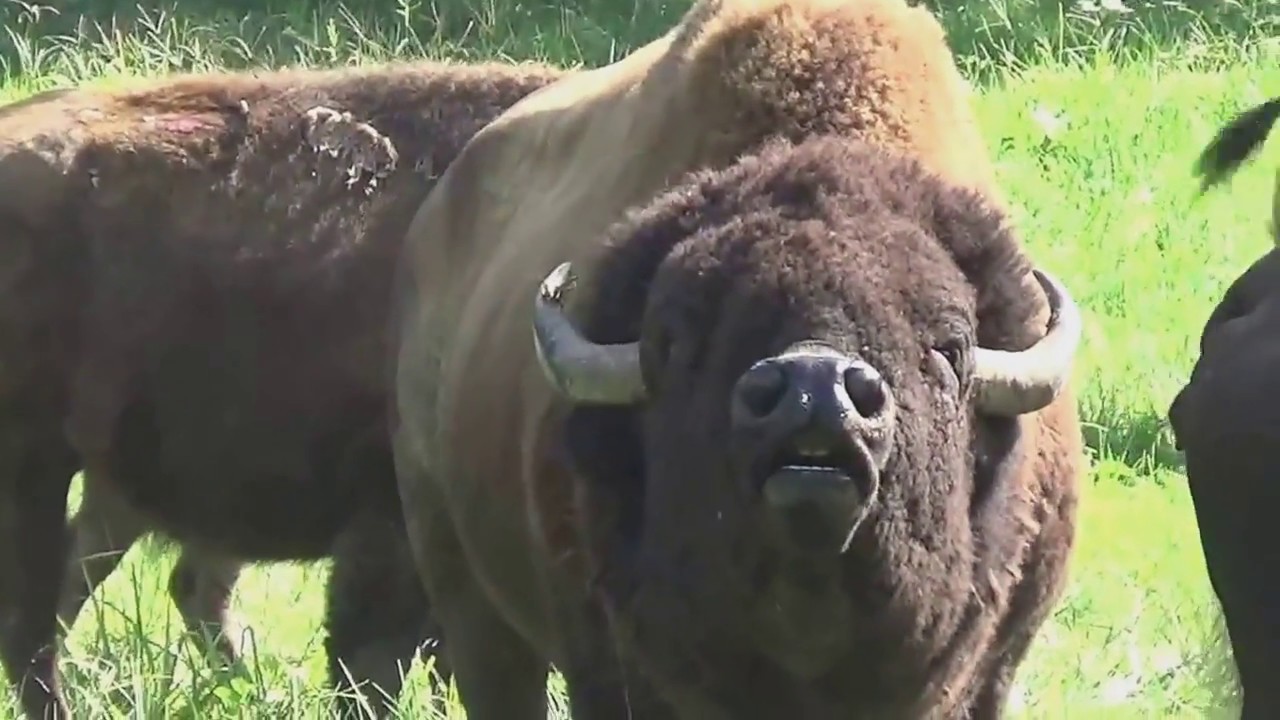 Bison grazing at LBL 8-4-18 - YouTube