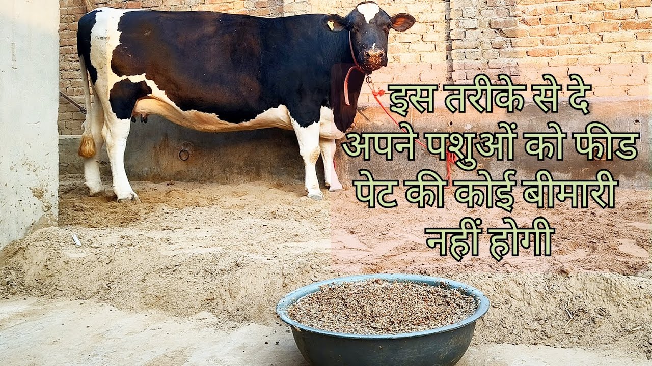 🐂🐄 पशुओं को फीड डालने का सही तरीका !! पशुओं का दूध बढ़ेगा सेहत बनेगी ...