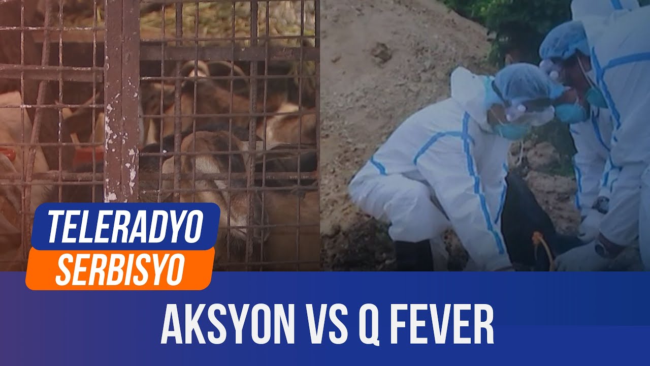 Q fever infected goats, cows in Marinduque depopulated: prov'l vet ...