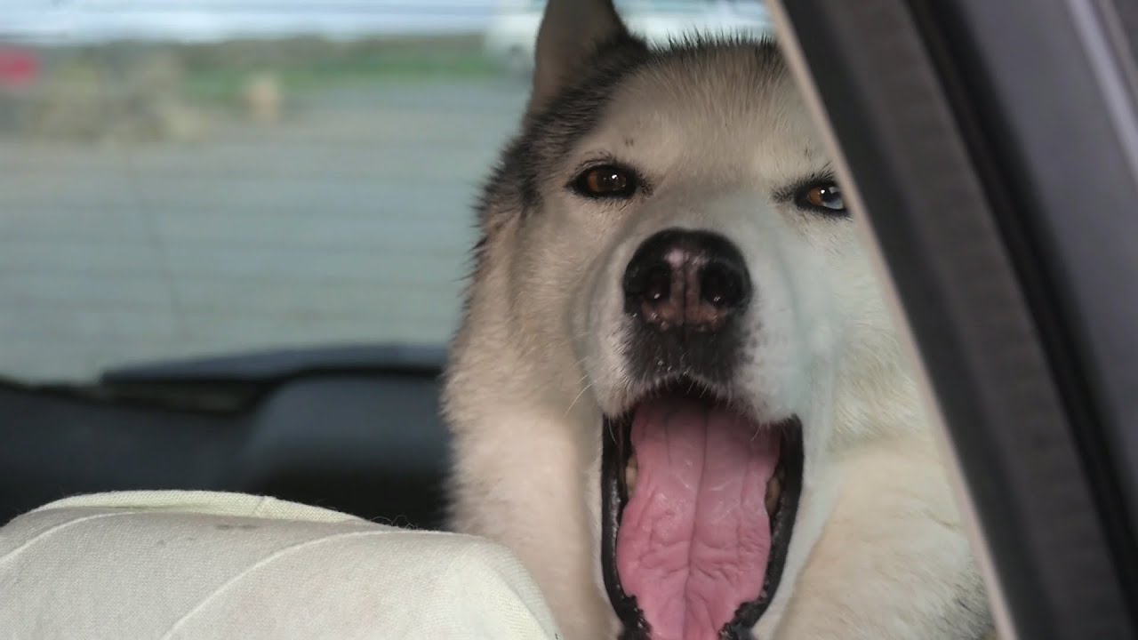 Hoomums BIRTHDAY FLOP .. DOGS expect party .. but are disappointed ...