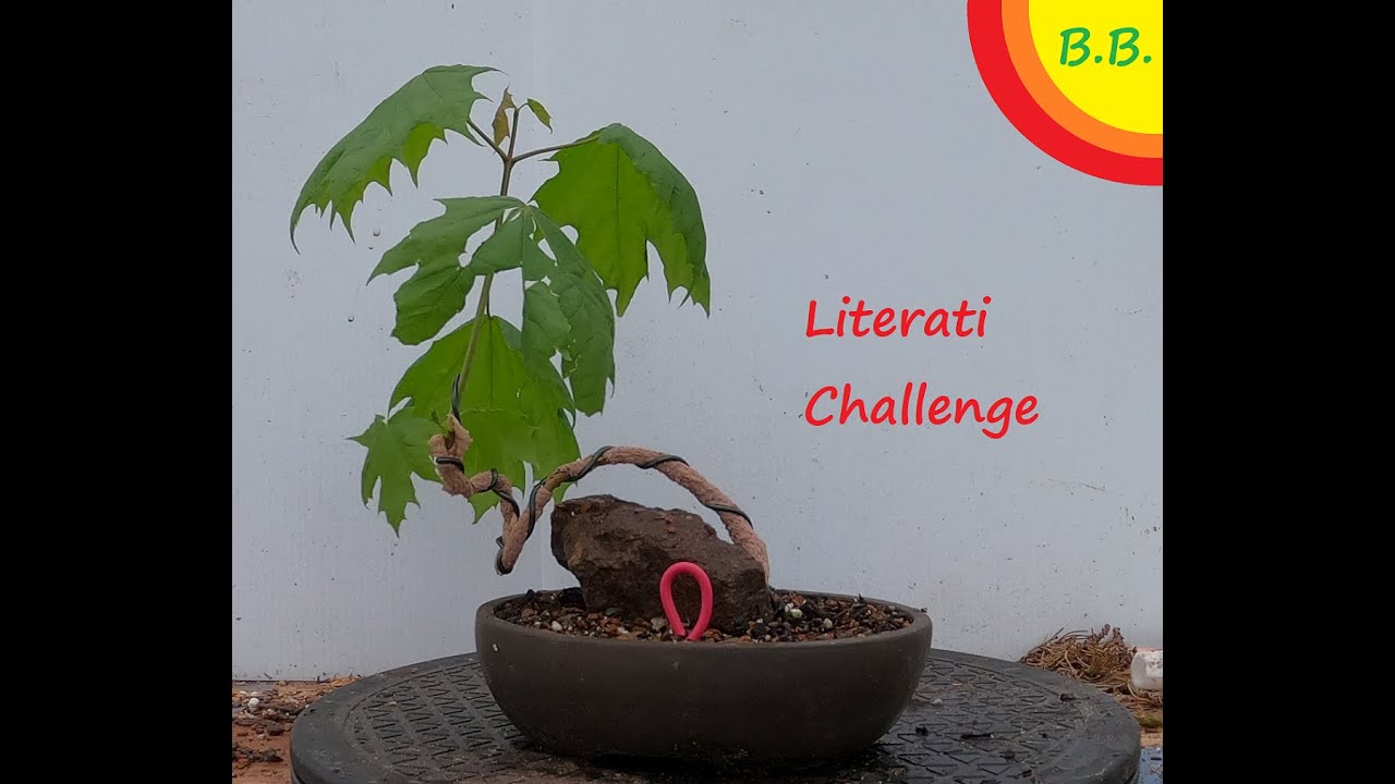 Tony's Bonsai Literati Challenge: Field Maple #bonsaipa #bonsaiusa # ...