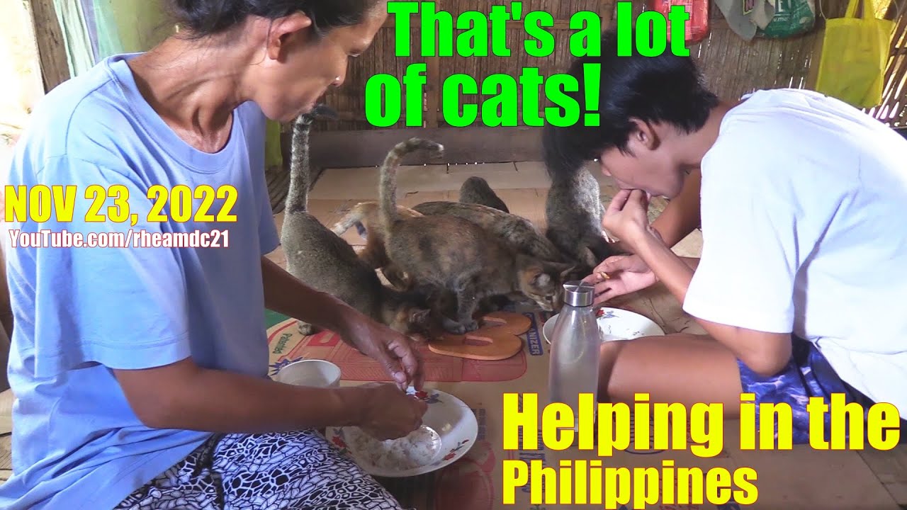 This Filipina Lady is Poor but Still Manages to Feed her Cats. A lot of Cats! Life in ...