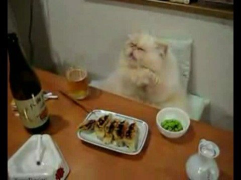 Fat persian cat eating at the table