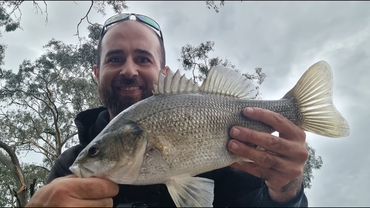 This 41cm Australian Bass Was A Handful! #AussieBass #ShimanoVanquish # ...