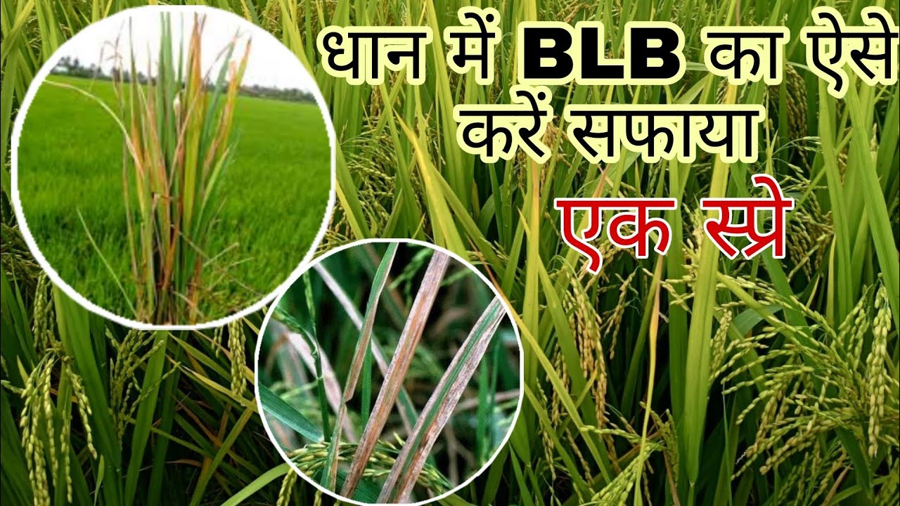 bacterial leaf blight in rice | paddy bacterial leaf blight | dhan me ...