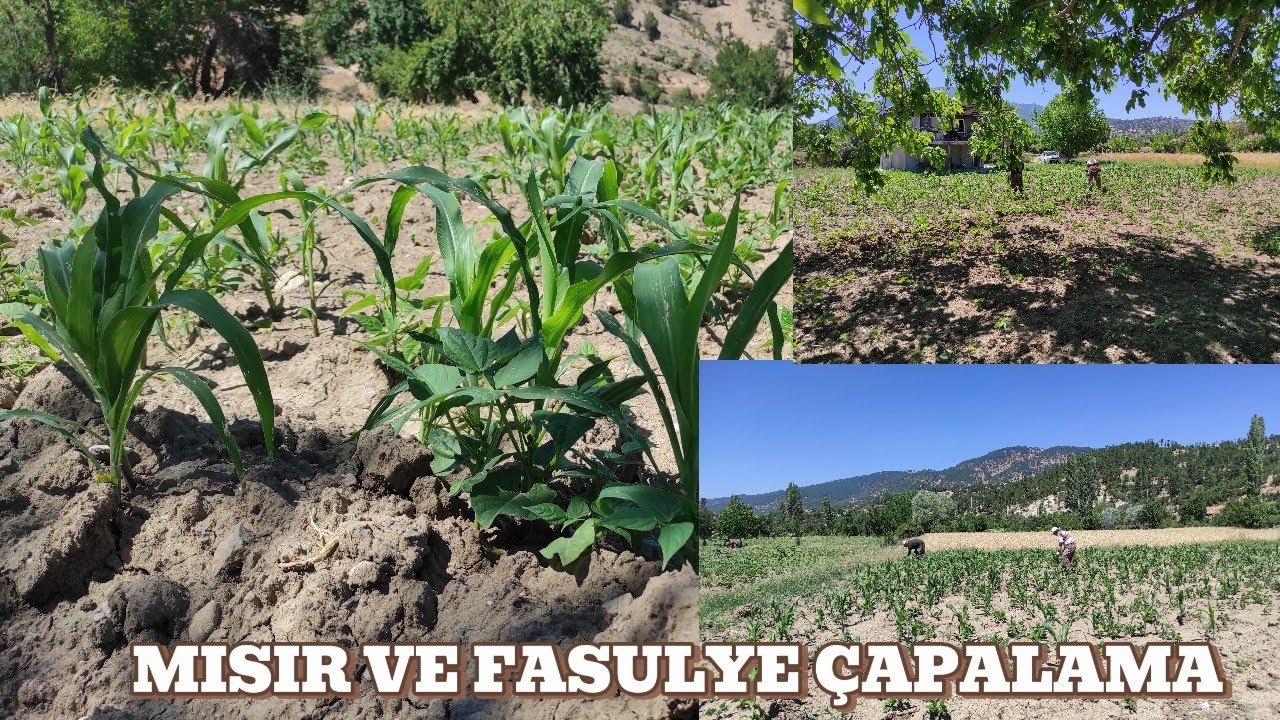 MISIRI & FASULYE'Yİ ÇAPALADIK~ GÜNLÜK VLOG #köydeyaşam #köy #doğalyaşam ...