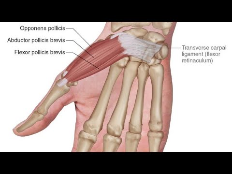 Thenar muscles strengthning exercise using theraband - YouTube