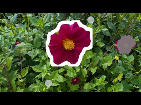 How to move & resize objects in pictures using Google Photos on Android ...