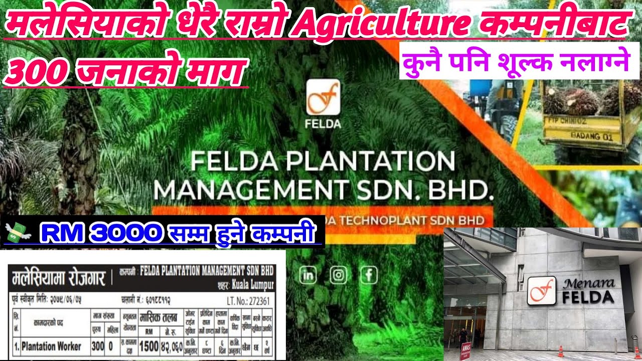 💸 RM3000 हुने मलेसियाको प्रतिष्ठित Agriculture कम्पनीबाट डिमान्ड। Felda ...