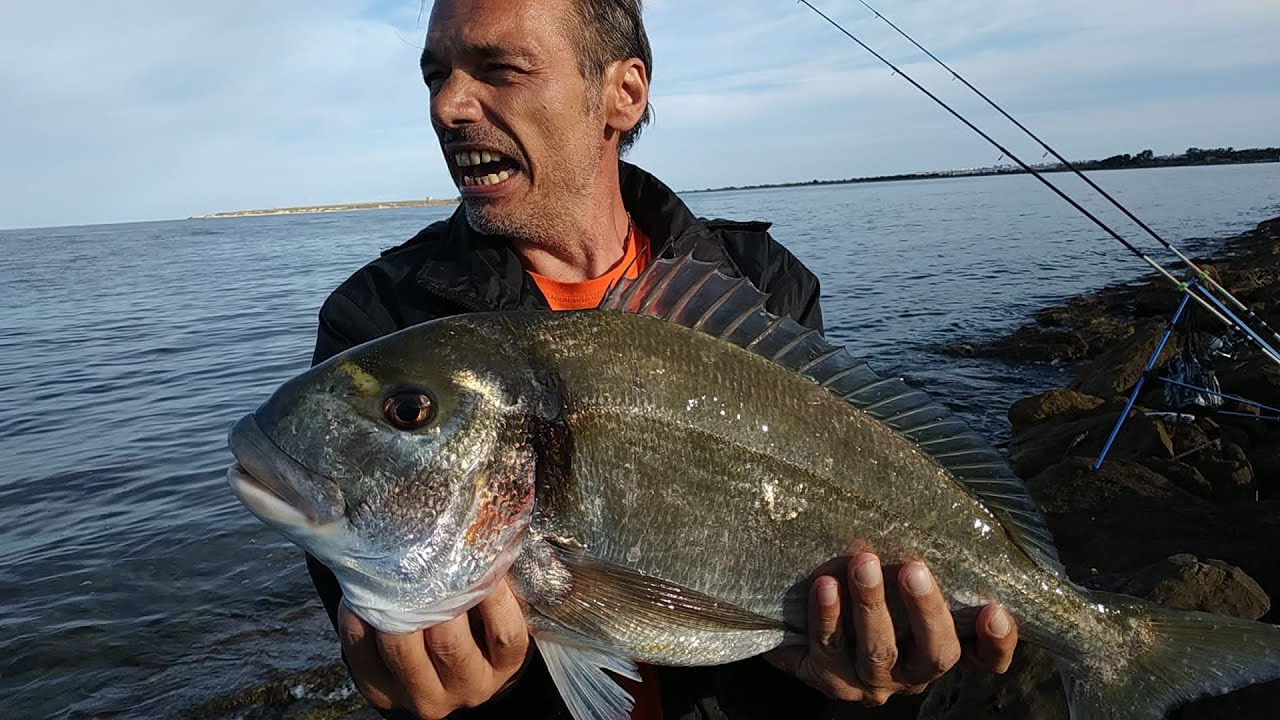 Pesca orata big: tante mangiate sul granchio,innesco bibi di Chioggia e ...