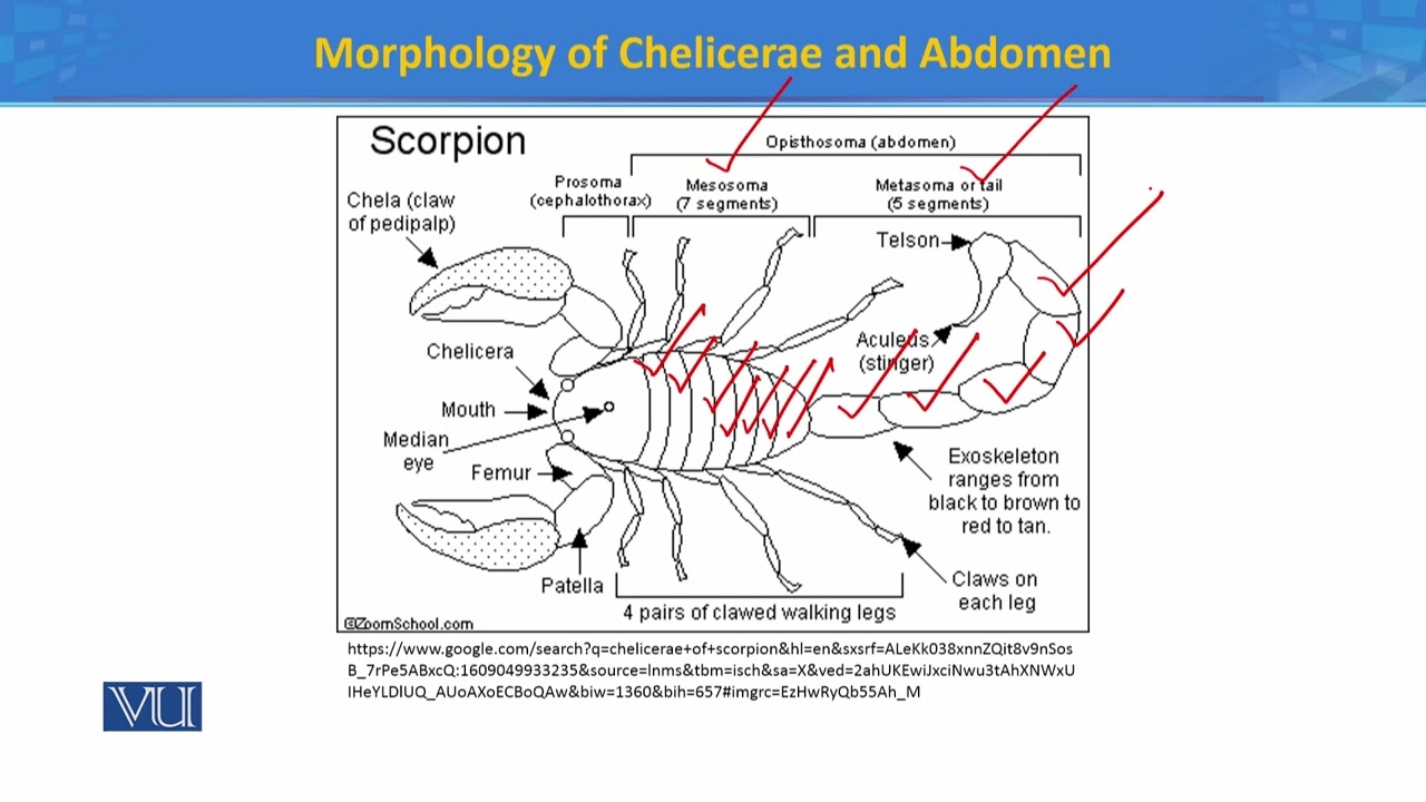 Chelicerae Diagram