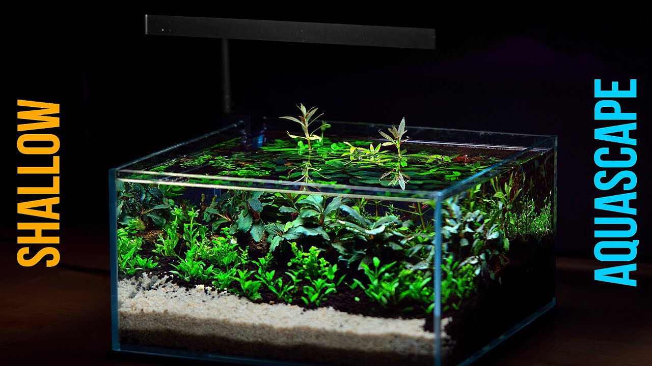 Minimalist Shallow Aquascape Tutorial - YouTube