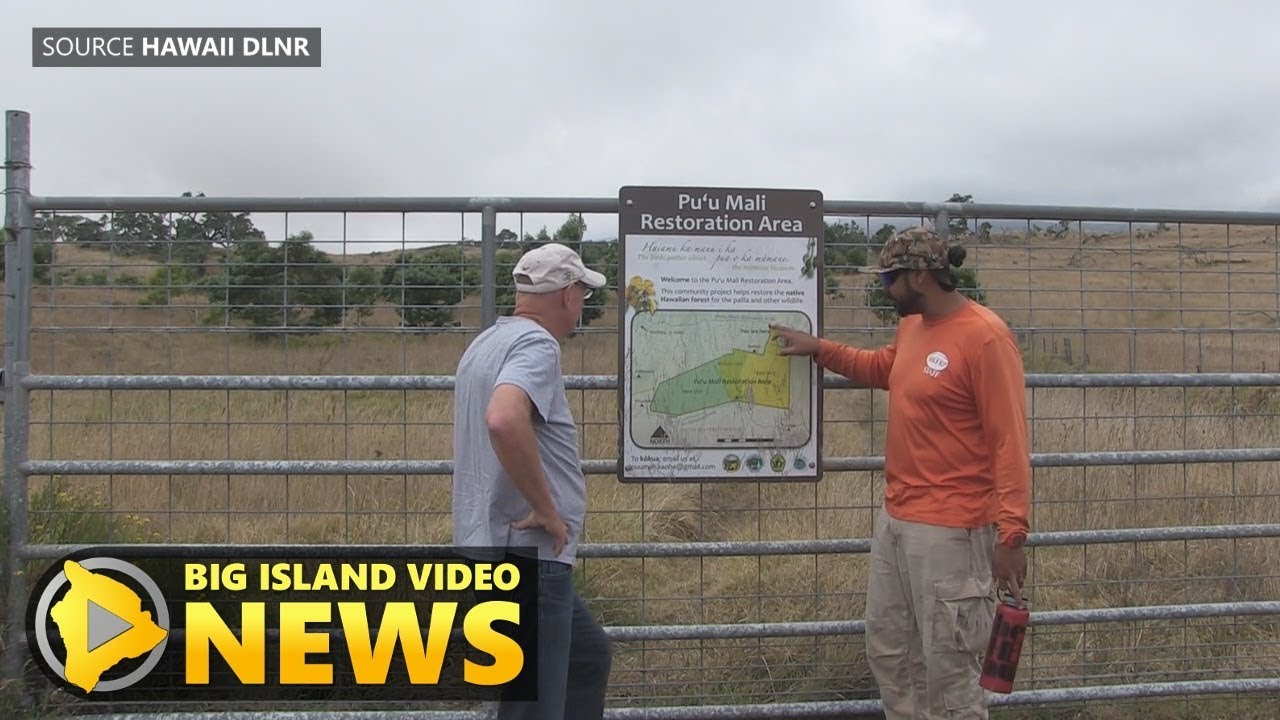 DLNR Puu Mali Restoration Project (Aug. 6, 2017) - YouTube