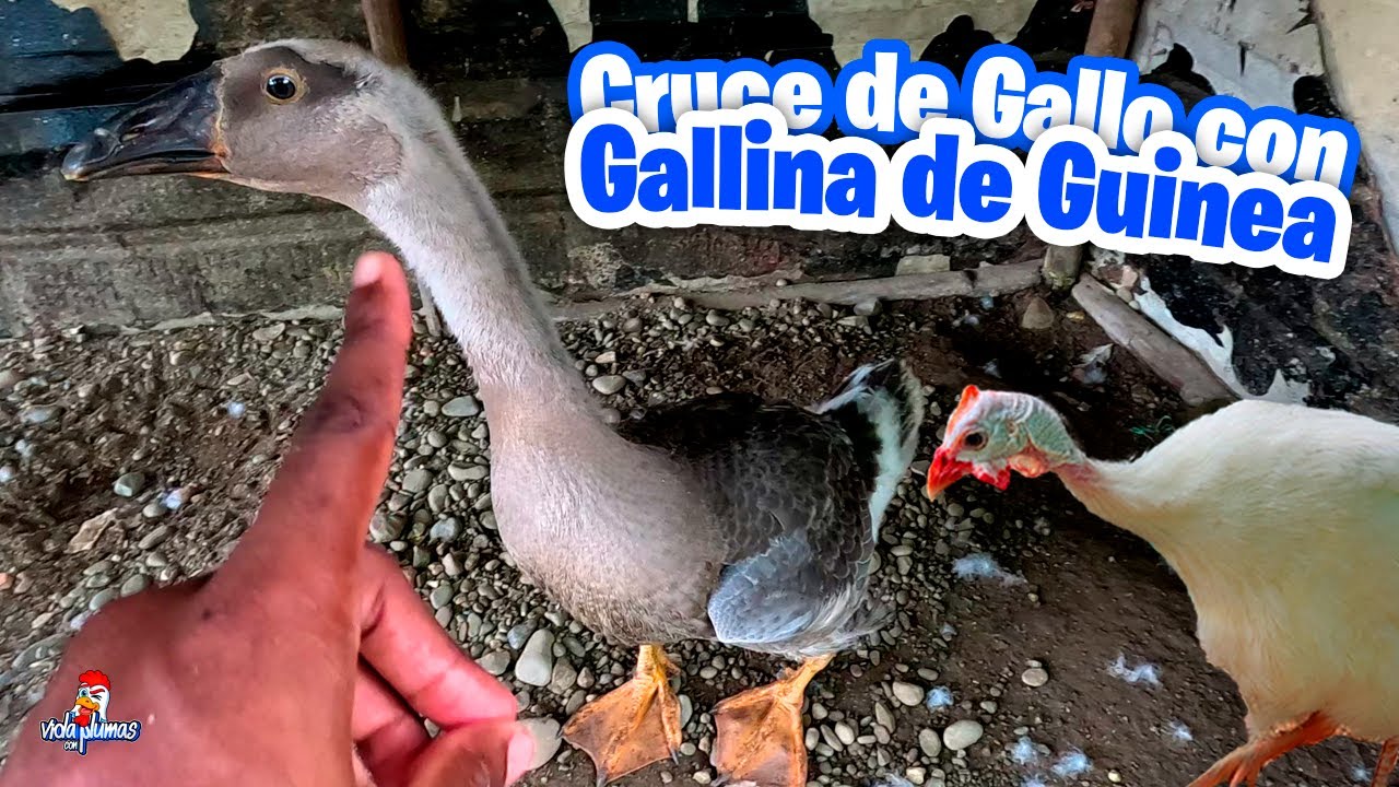 Incubamos Huevos de Guinea | Nuevo Hogar para la Gansa | Cambios en el ...