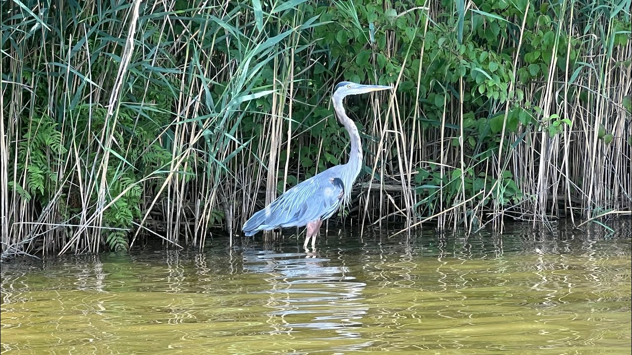 Camping, Hiking, and Kayaking Lums Pond State Park… oh and no more X3 ...
