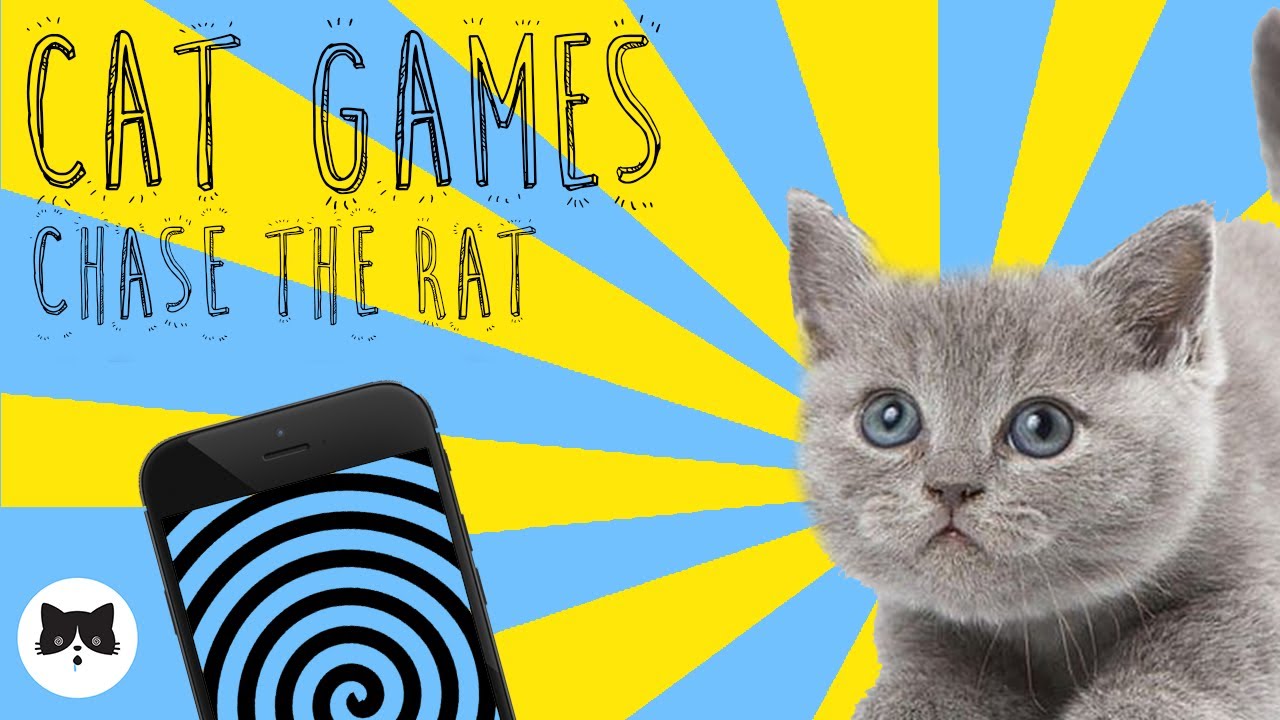 CAT GAMES - Entertaining Videos for Cats - CHASE THE RAT - YouTube