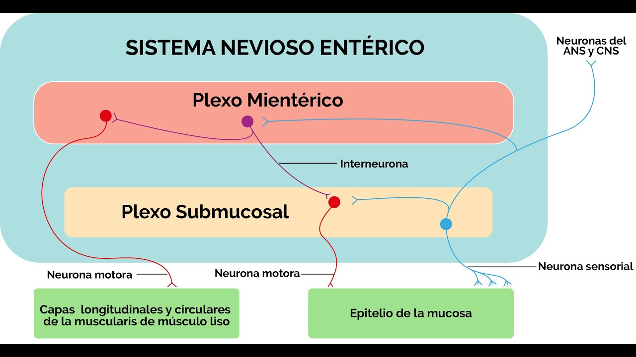 importancia de la Motilidad gastrointestinal para el uso de ...