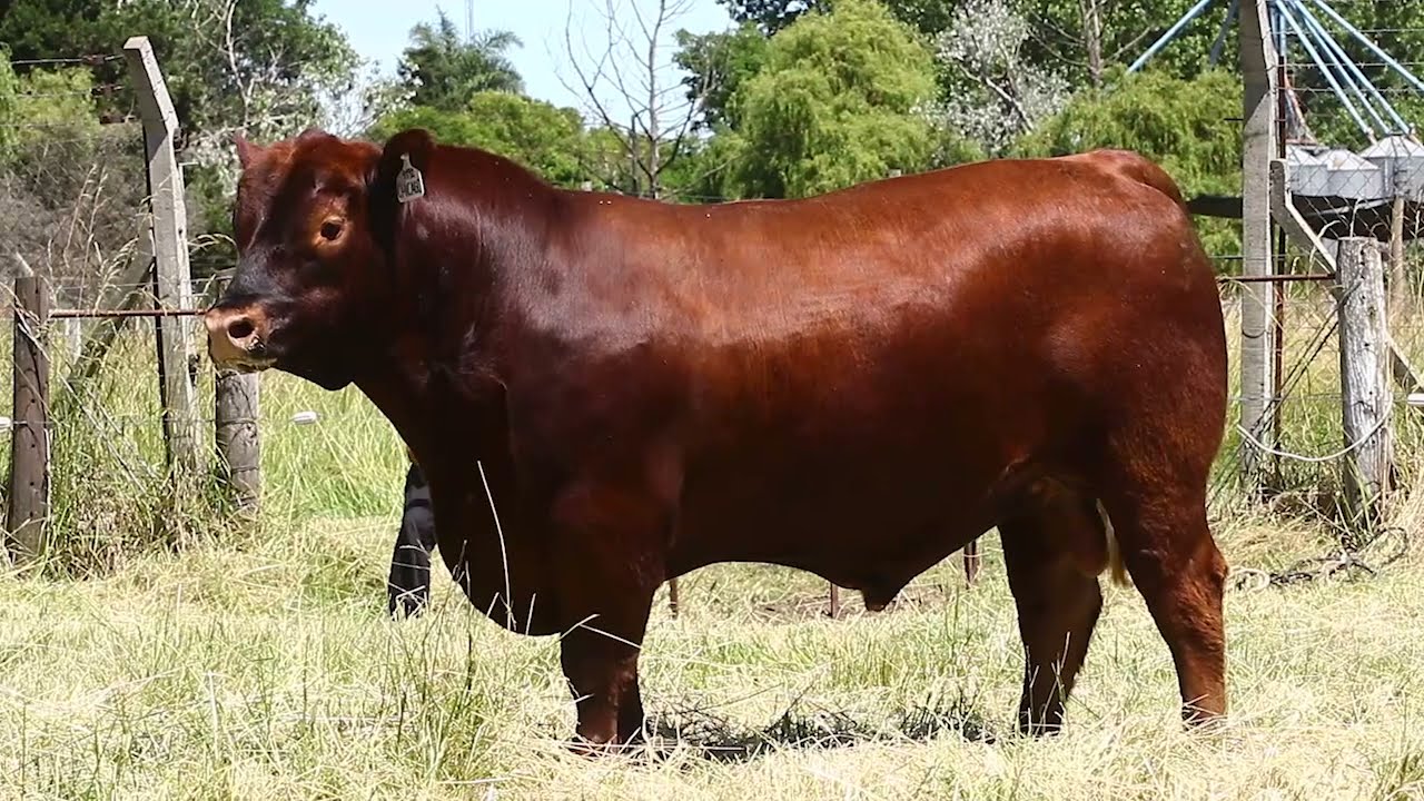 CHICAGO - ANGUS COLORADO - SEMEX ARGENTINA - YouTube