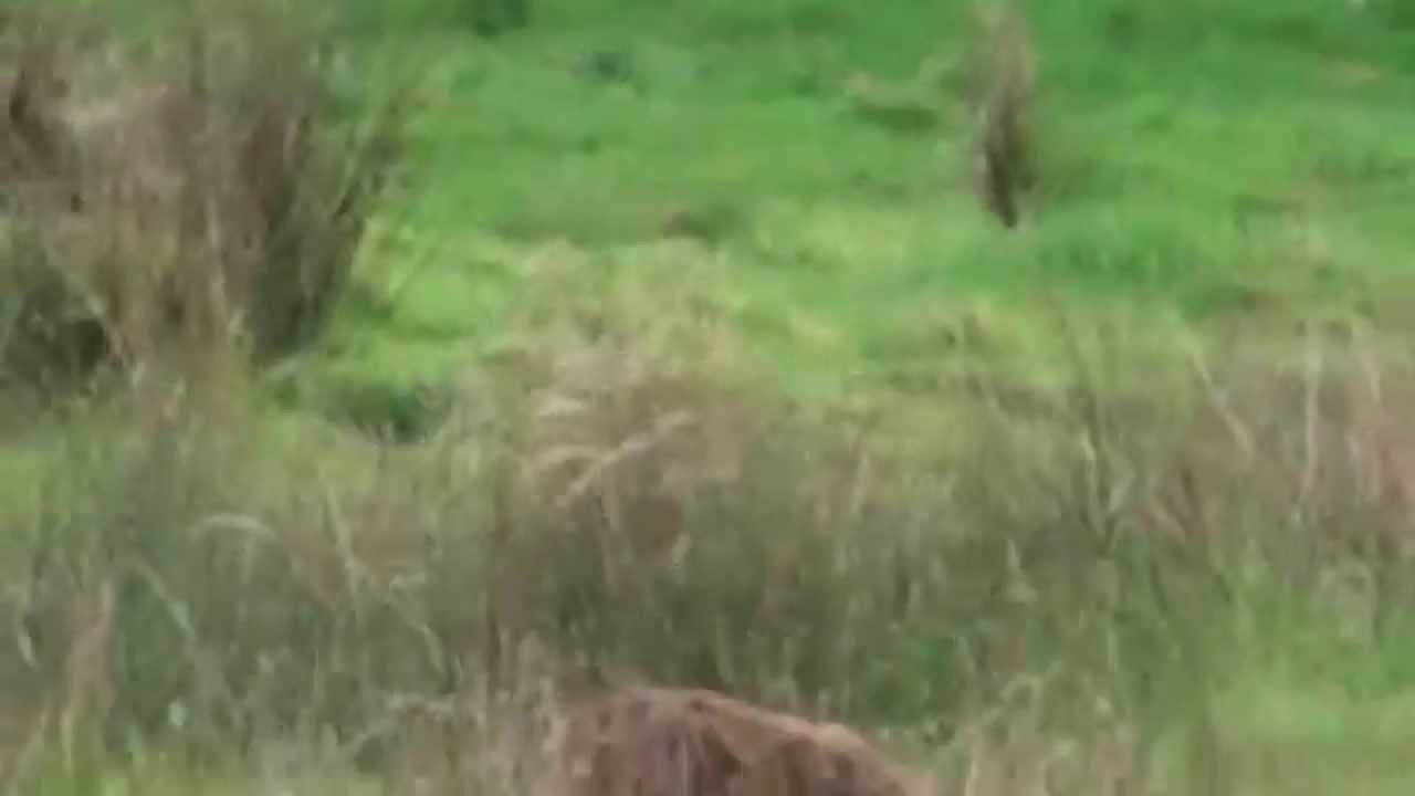 Fox Shooting with .223 Remmington - YouTube