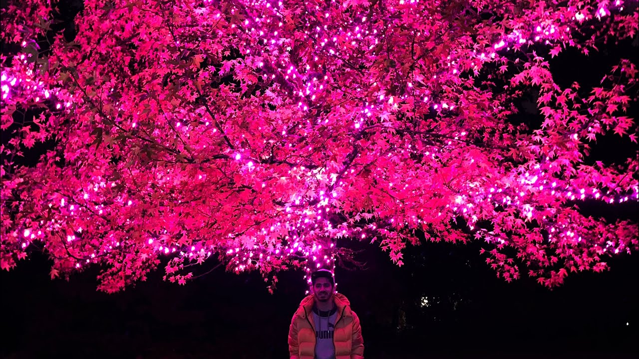 Bear Creek Lights Surrey - YouTube
