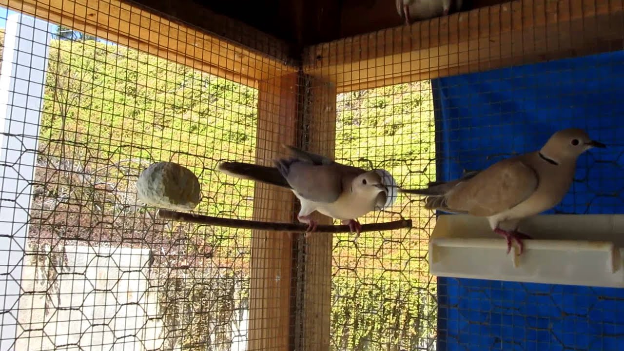 Doves fighting - YouTube