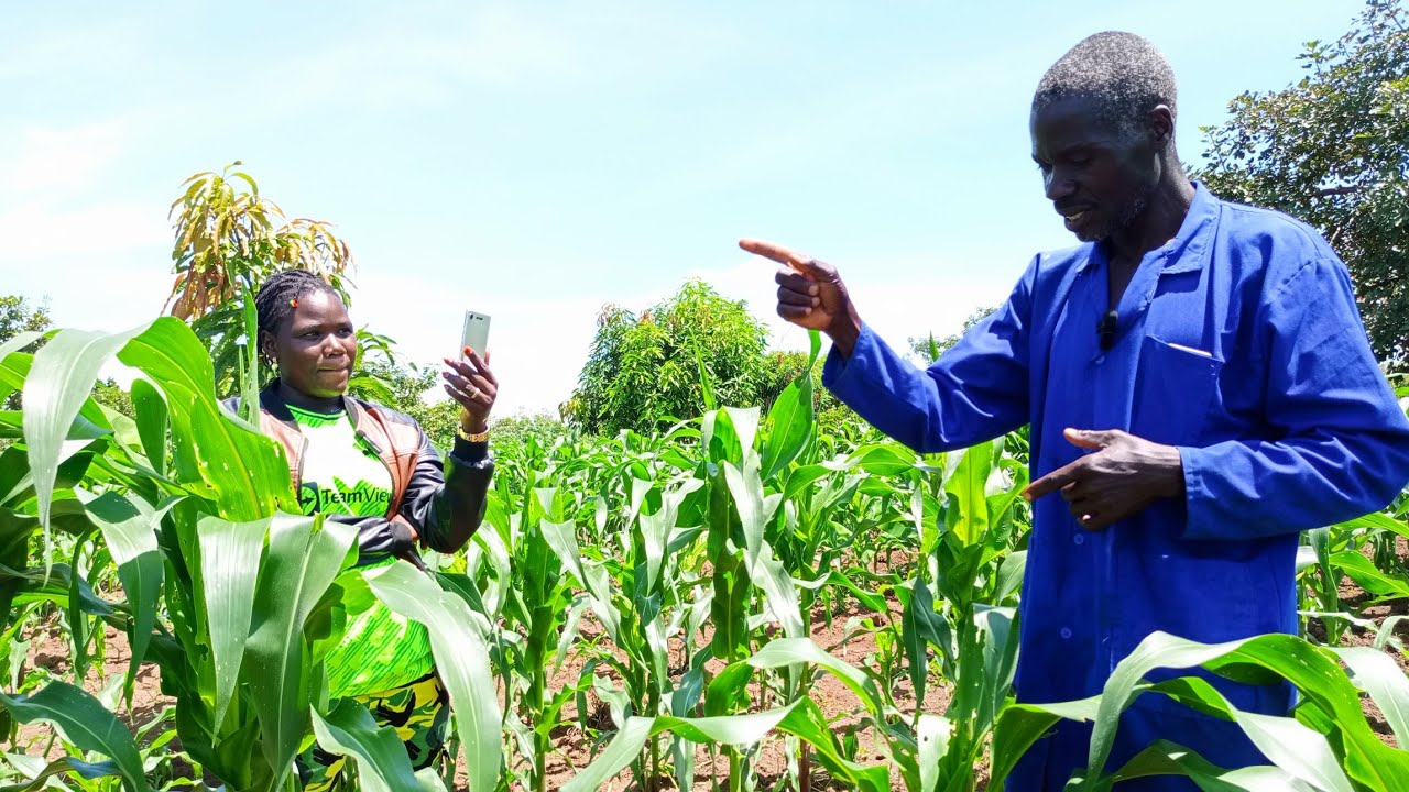 Unlocking Success in Maize Farming: Insights from a Northern Uganda ...