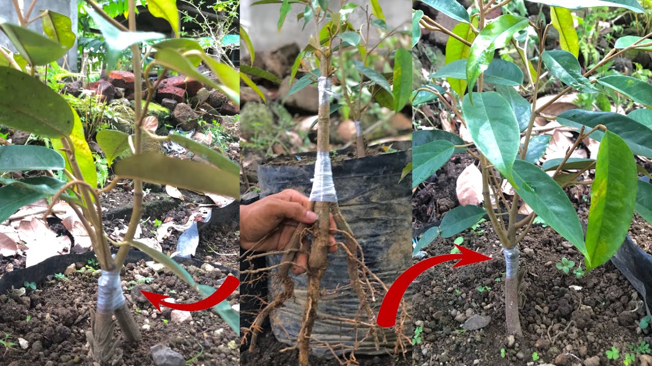 Cara membuat durian berbuah pendek dan berbuah dalam pot - YouTube