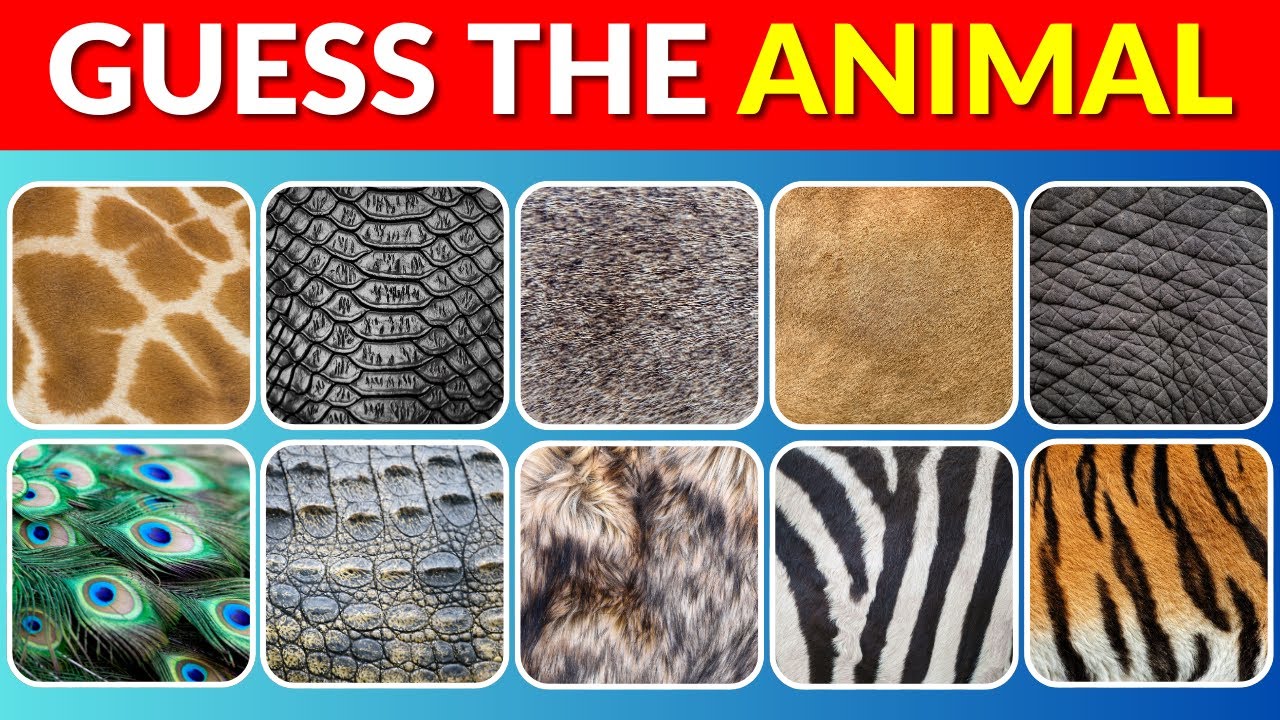 Can You Guess the Animal by Their Skin? 🦁🔍 Guess the Animal Quiz - YouTube