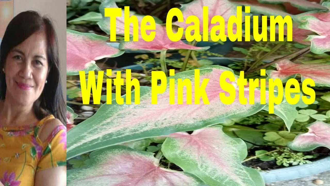 Vlog #453 The Caladium With Pink Stripes Leaves - YouTube