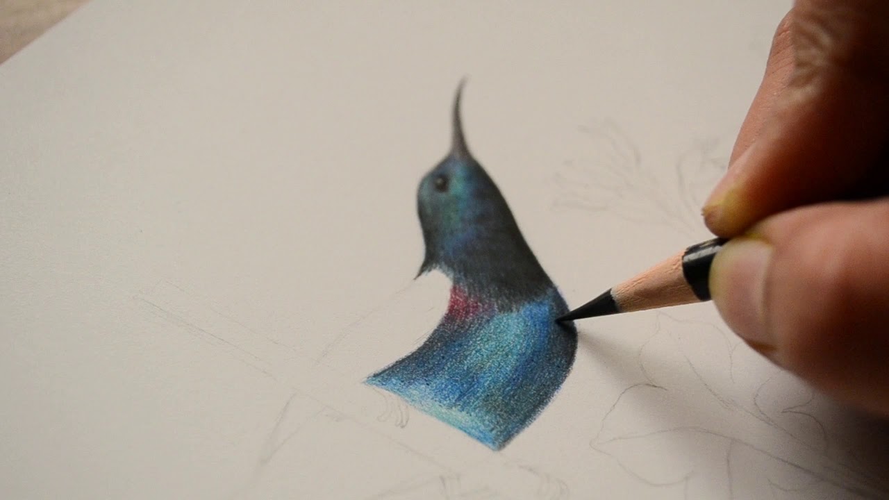 How To Draw A Shiny Bird in Colored Pencils - YouTube