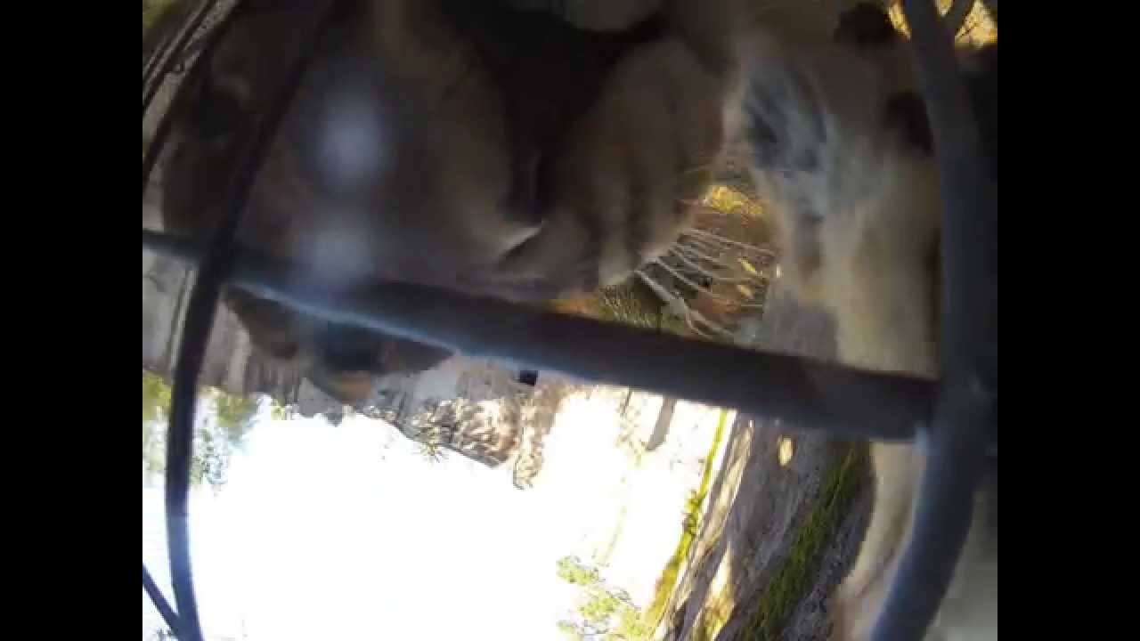 Lioness Finds the GoPro - YouTube