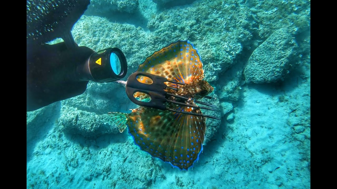 Pesca di triglie e incontri inaspettati; bassofondo, pesca in apnea ...