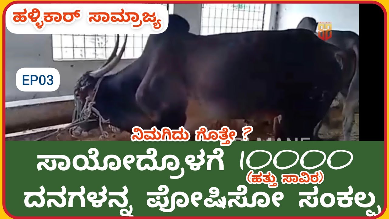 Hallikar Samrajya EP03 | Hallikar Breeds | Karnataka Breed | Hallikar ...
