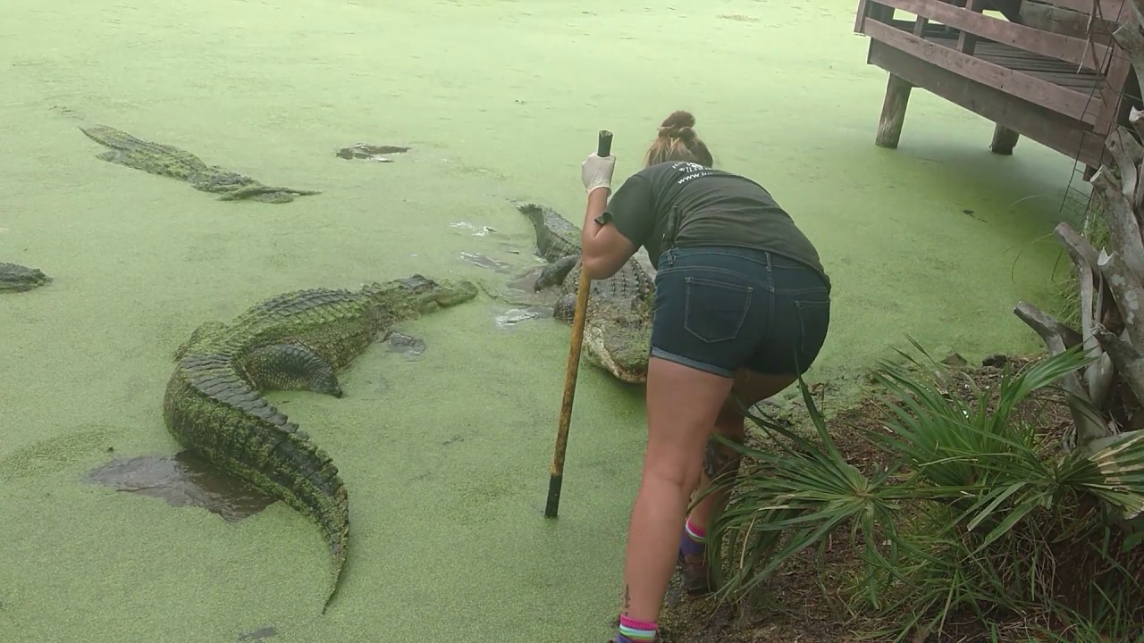 Alligator feeding - YouTube