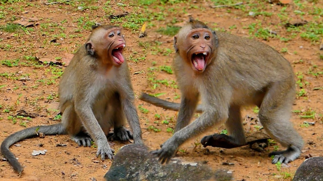 OMG ! what happen wrong to little monkey, Why screaming loudly like ...