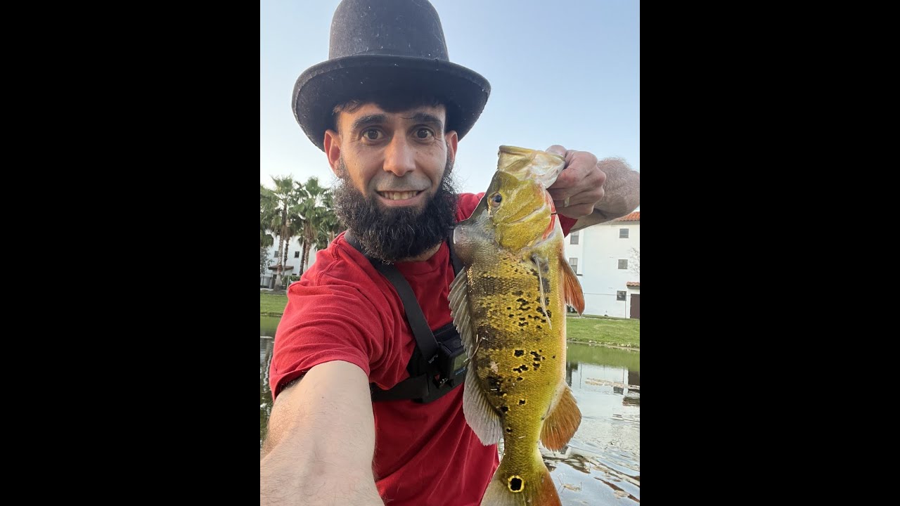 Honest Abe Fishing for Peacock Bass in Miami with Bonus Catches - YouTube
