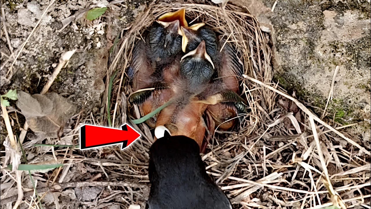 Parent familiar bird helping his chick to get poop out from nest ...