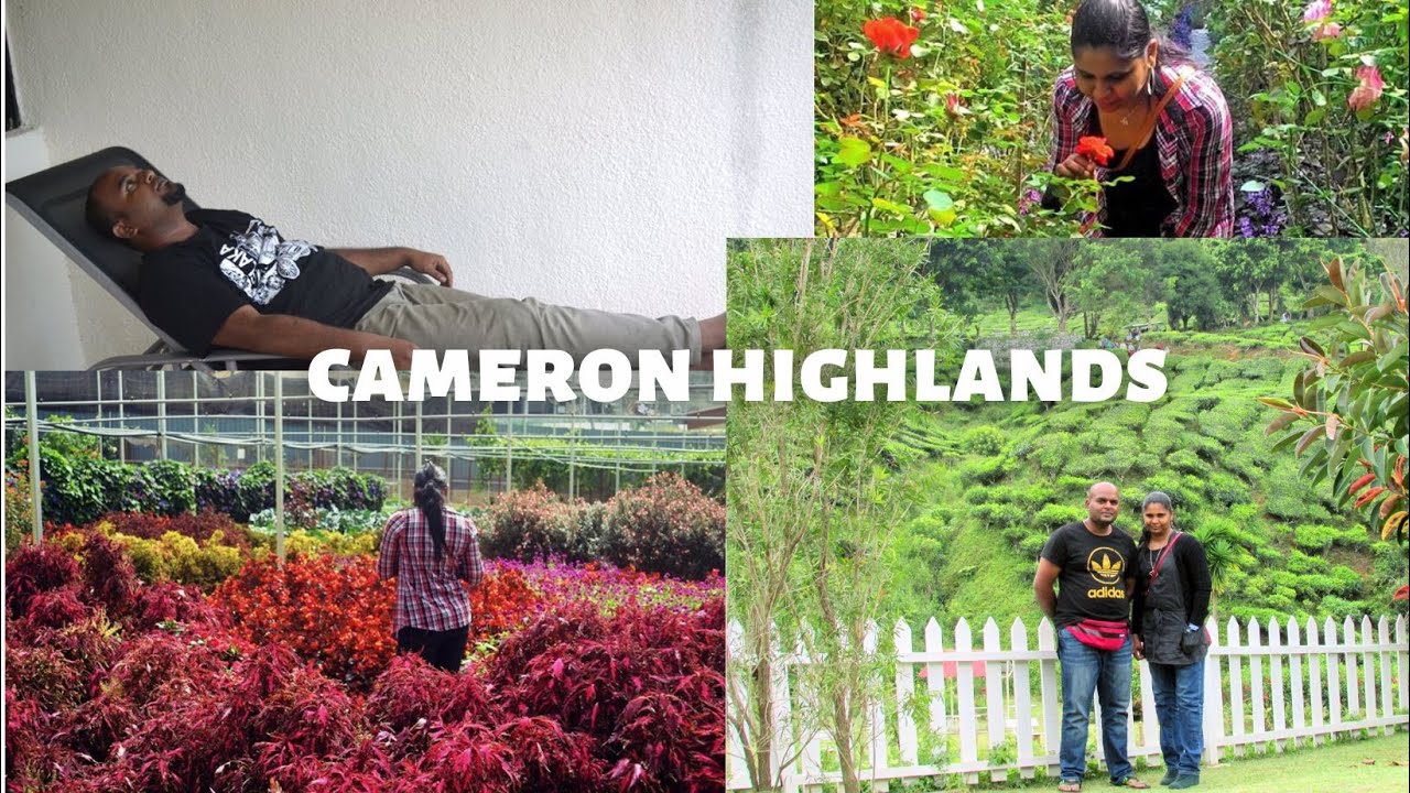Visit Malaysia | Cameron Highlands - Fun trip | Places that you must ...