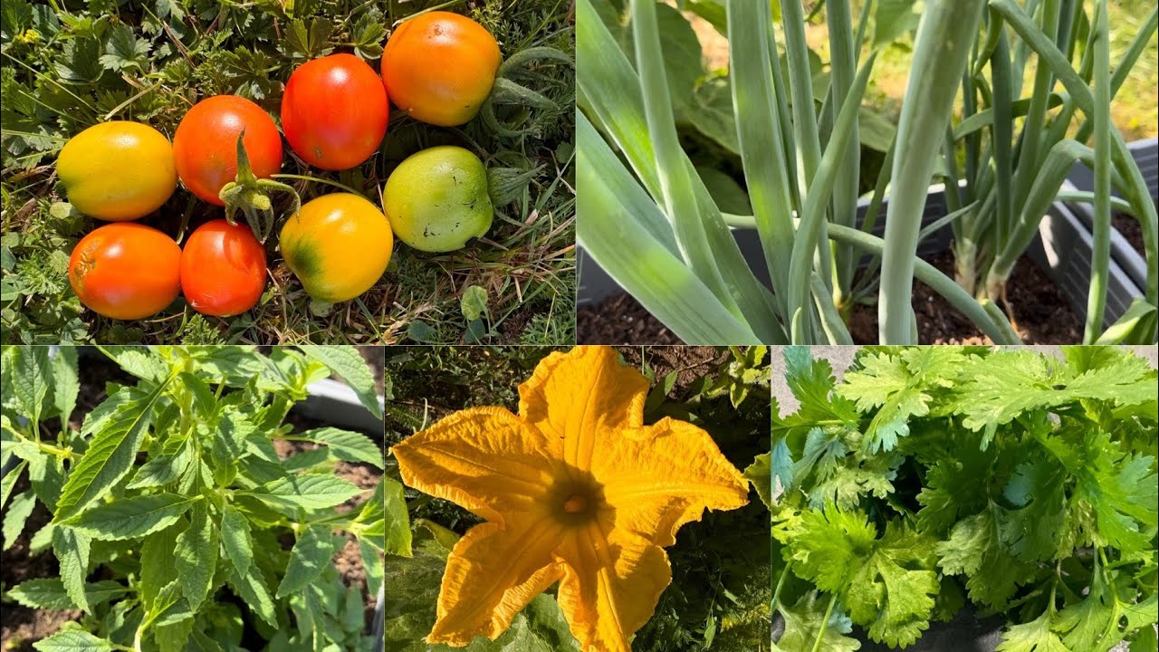 Lotha girl cooking Machihan from her 1st harvest in Germany 🇩🇪 - YouTube