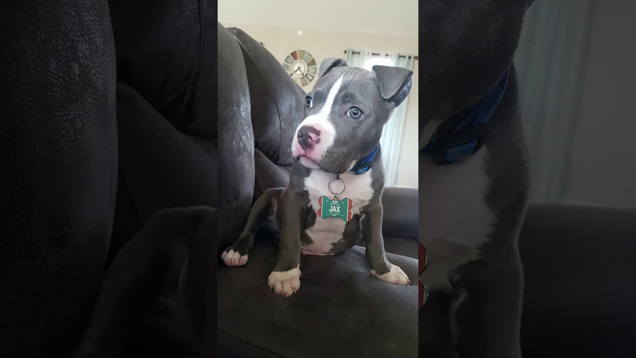 My Pitbull puppy from 9 weeks to currently - YouTube