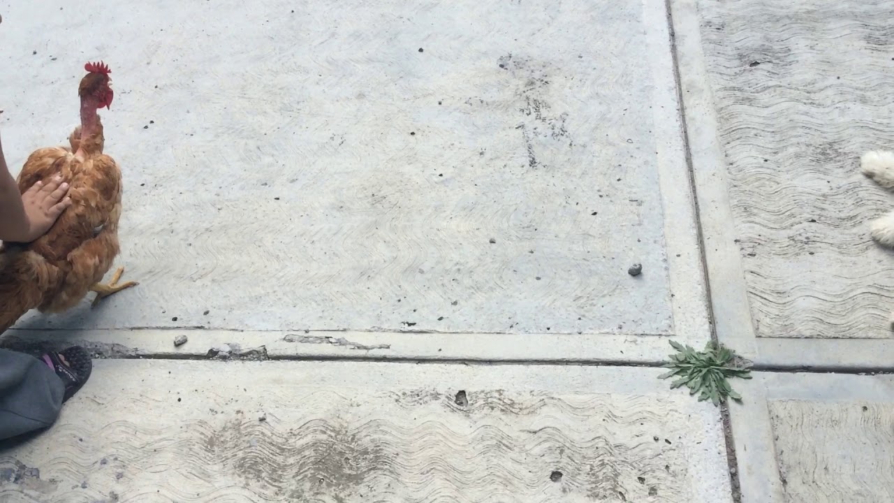 El que está fallando con una gallina muy tonta ya subí indio en un ...