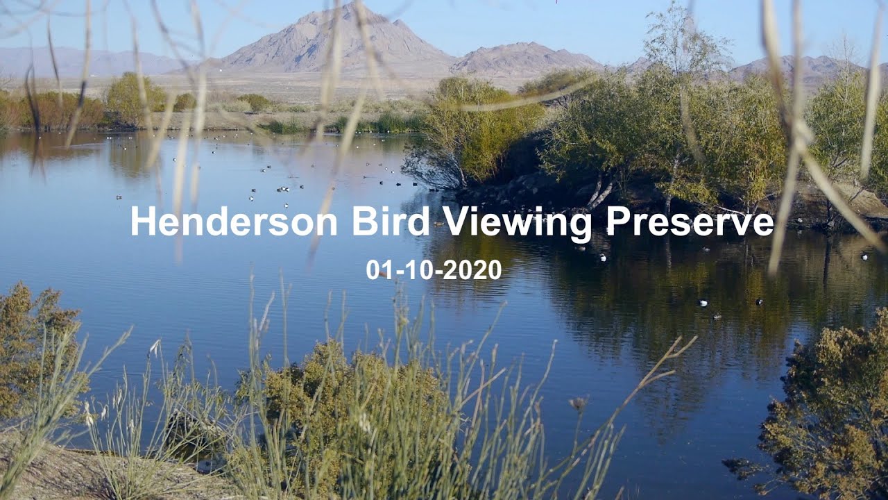 Henderson Bird Viewing Preserve 01-10-2020 - YouTube