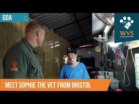Meet Sophie the Vet – Training at WVS HICKS International Centre in Goa ...