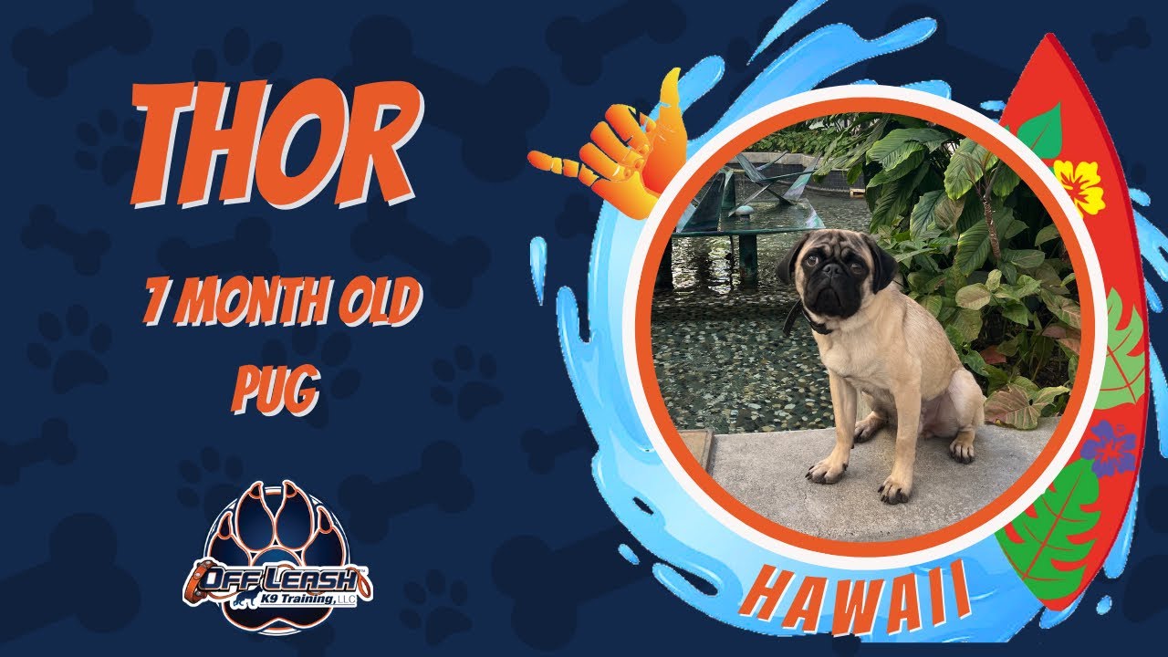 Thor | 7 Month Old Pug | 3 Week Board & Train Program - YouTube