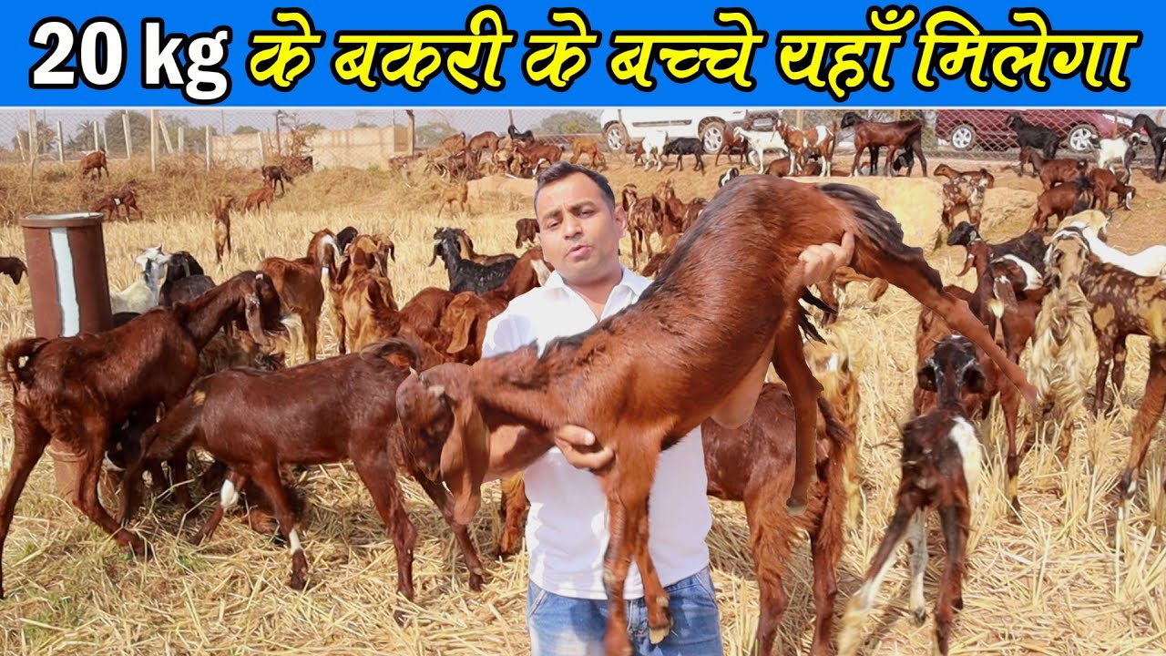 20 kg के बकरी के बच्चा यहां मिलेगा ।20 kg ke Baakri ke Bachche kahan ...