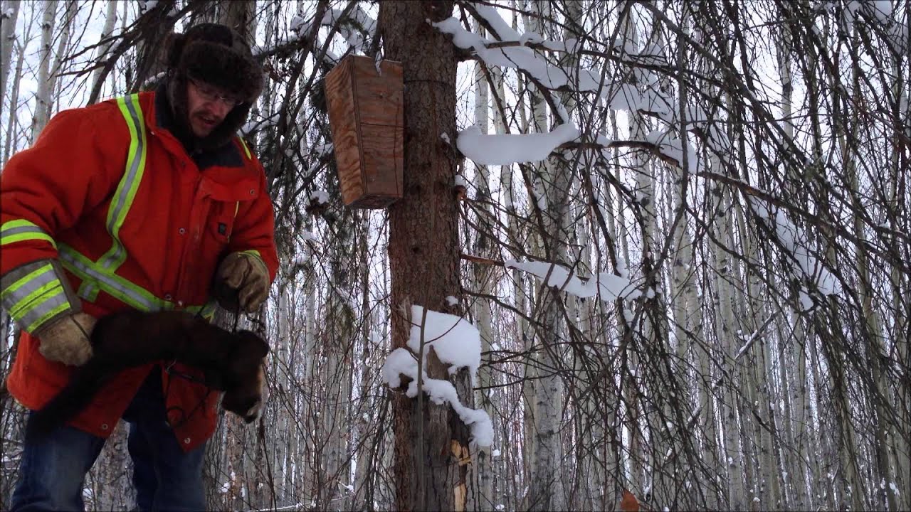 Marten trapping 2014 - YouTube