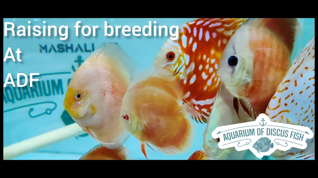 ADF Raising Personal Breeding Stock | ADF | Aquarium of discus fishes ...