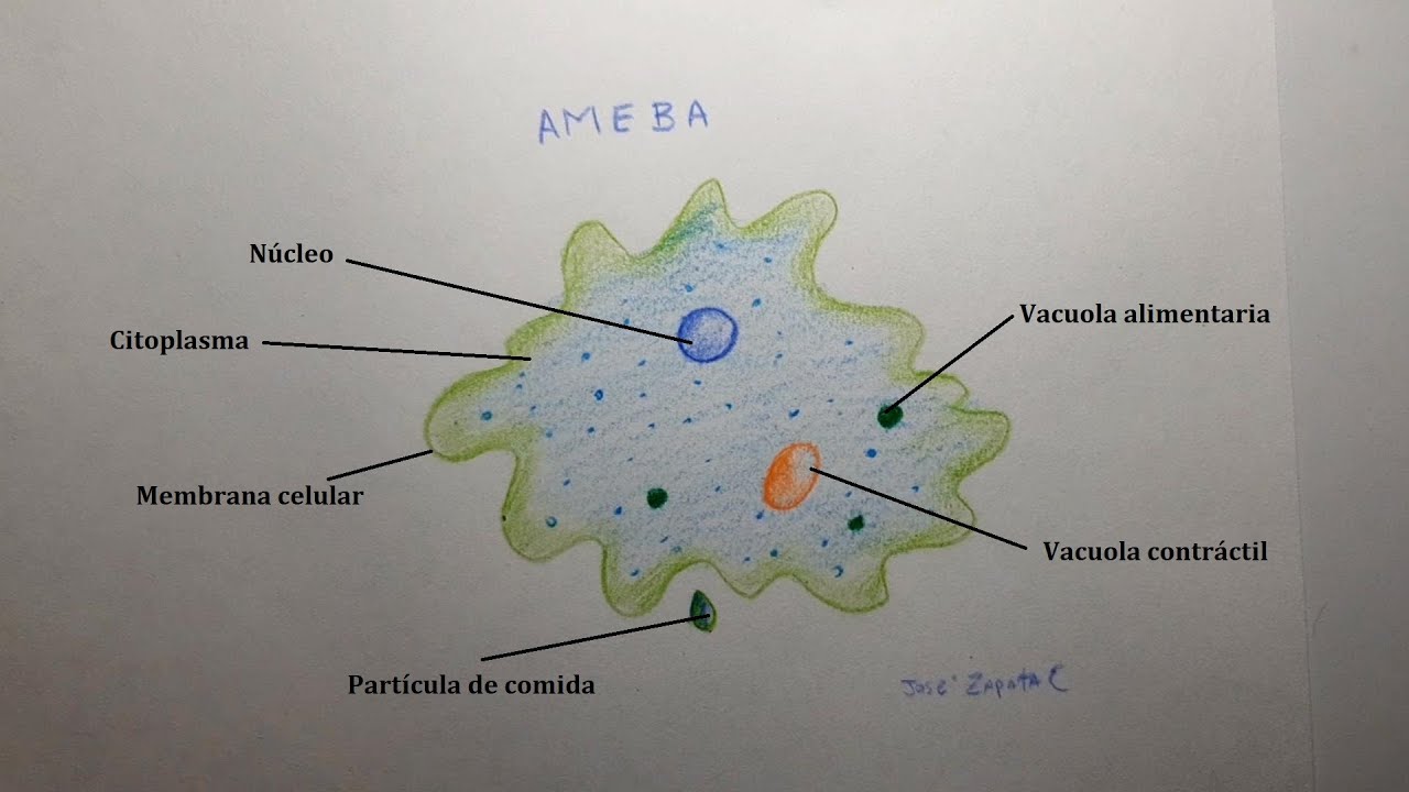 Clasificación de los Seres vivos - Mind Map Clasificación de los Seres vivos - Mind Map