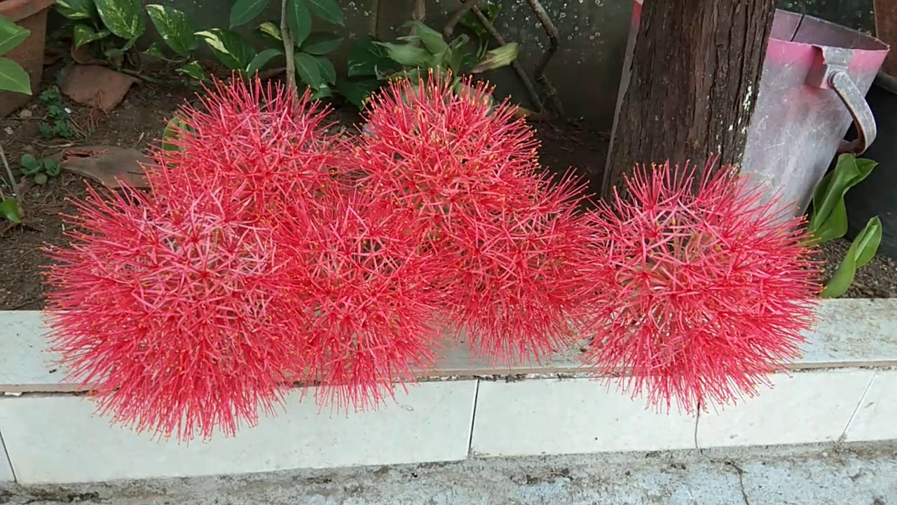 Senyum di awal bulan Desember...bunga akhir tahun ..bunga Desember ...